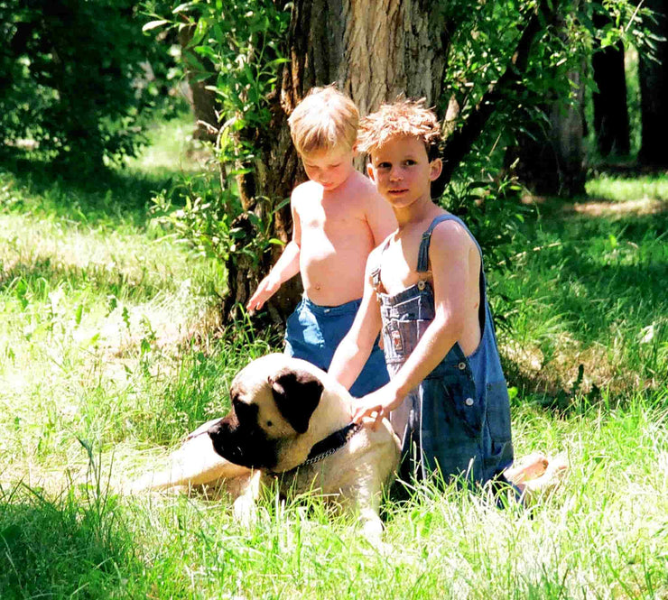 Dog treats tailored for health, flavor, and adventure! – Doggo Sessions